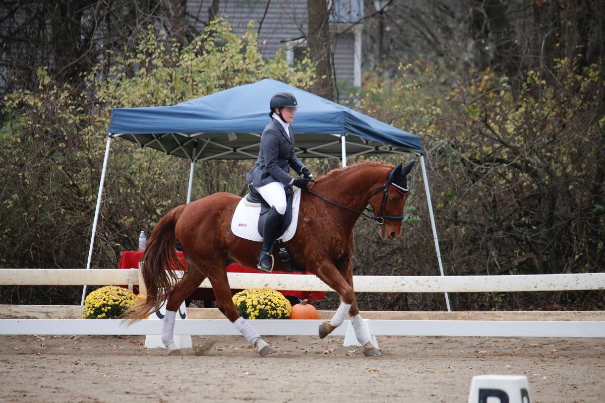 Contact Us | UConn Dressage Team